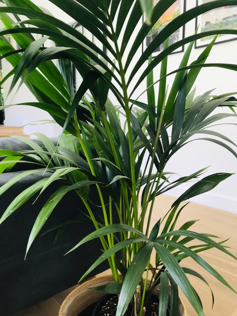 Le Palmier kentia, la grande plante pour décorer bureaux et accueils